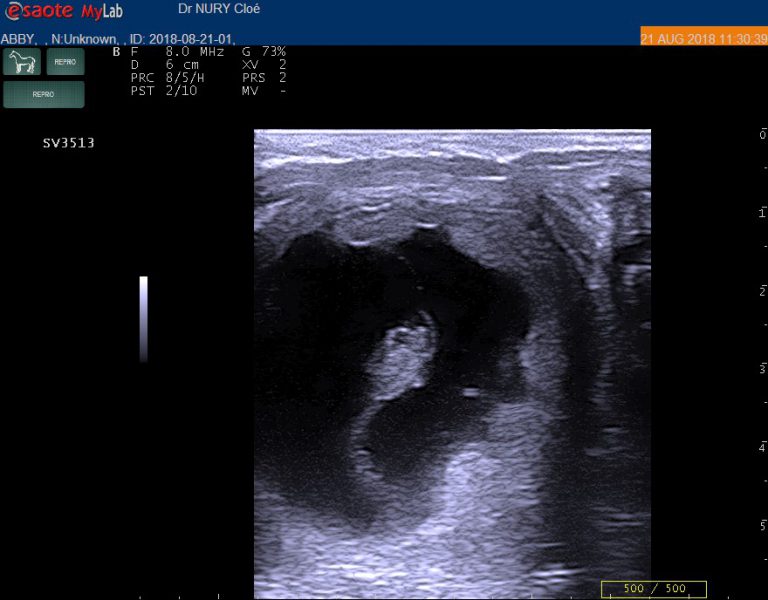 TRANSFERT D'EMBRYON - EQUIDNA transfert embryon jument